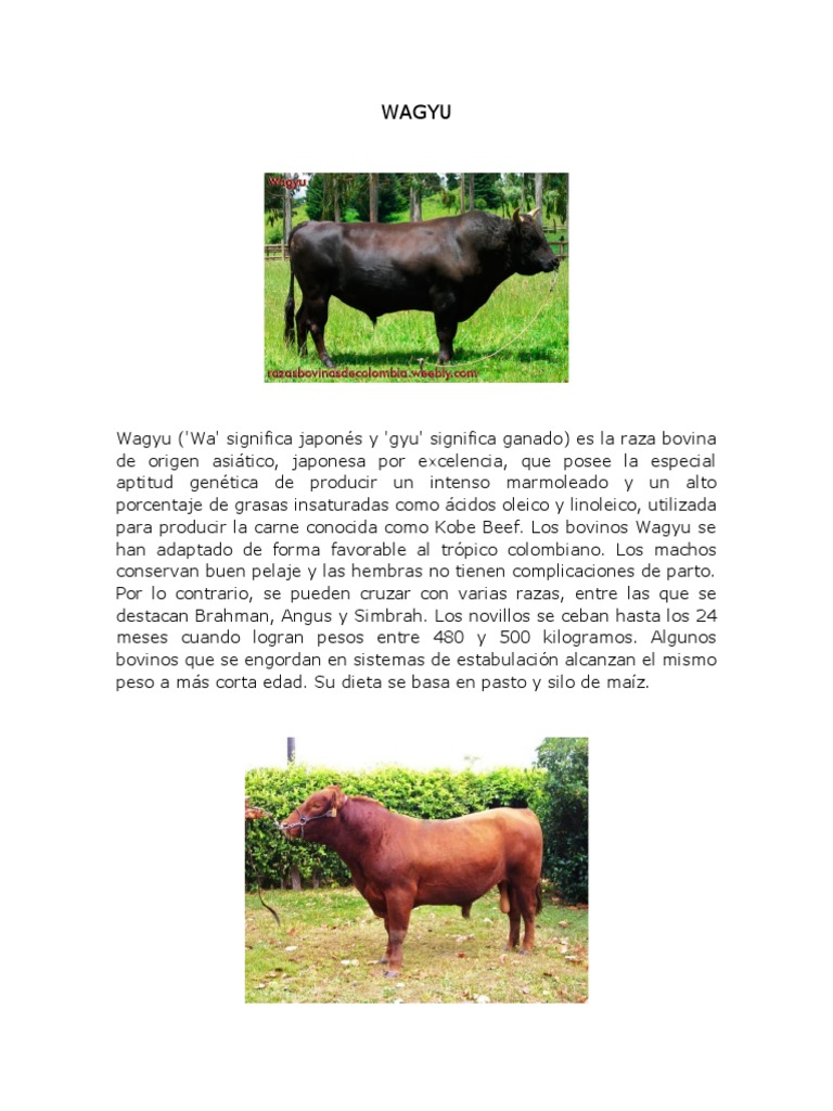 Wagyu - 1680028 | PDF