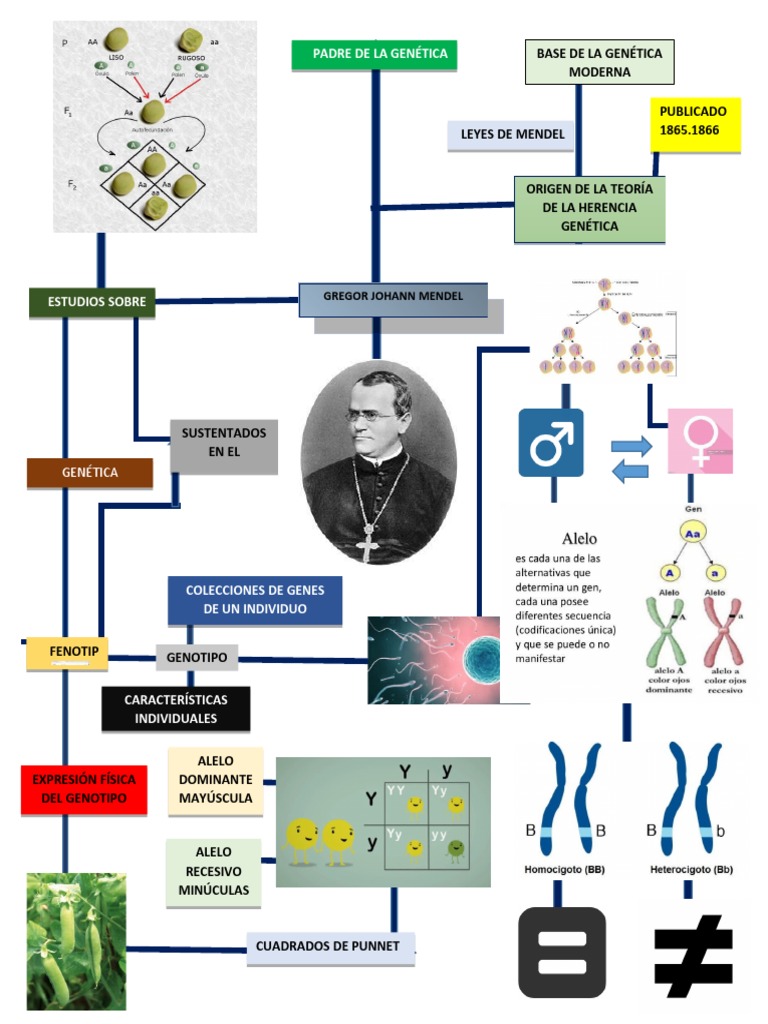 Mapa Mental Sobre Mendel | PDF