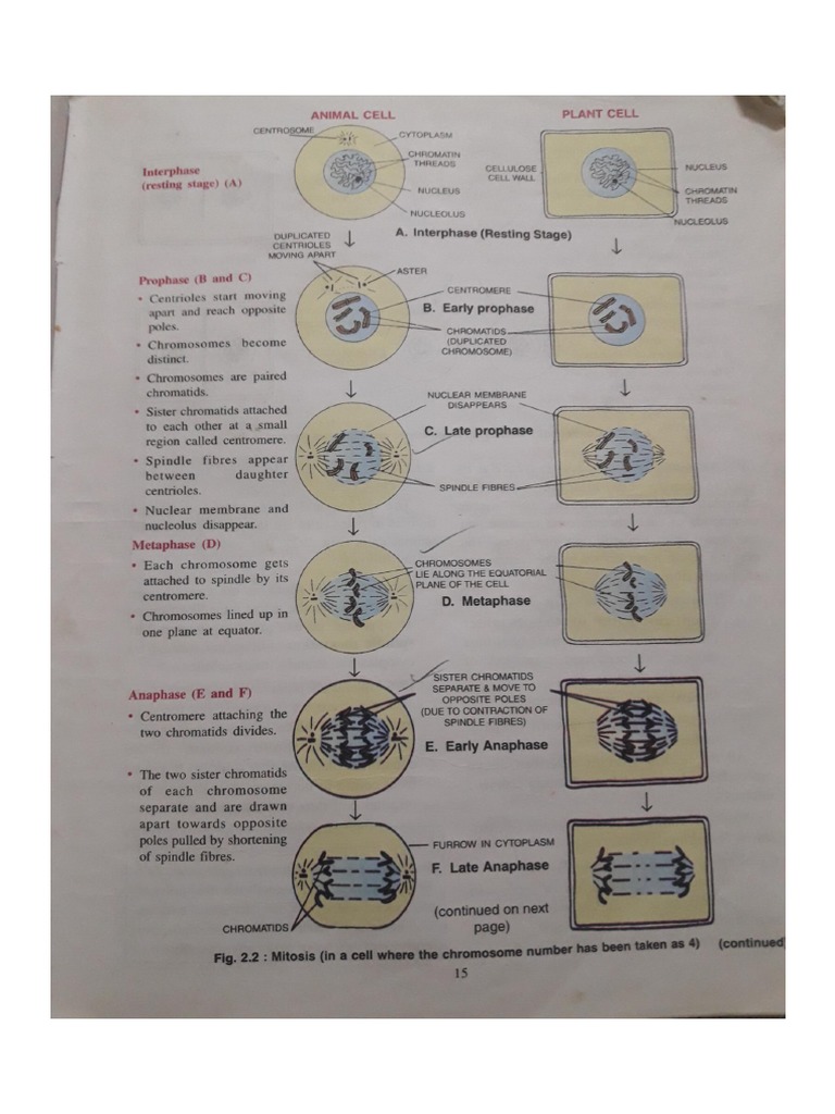 Cell Division Diagrams | PDF