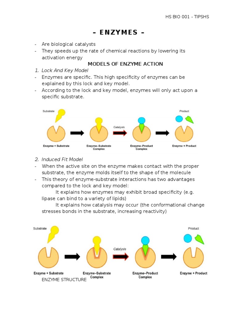 Enzymes - : - Models of Enzyme Action | PDF