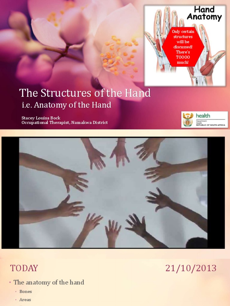 The Structures of the Hand | PDF | Thumb | Hand