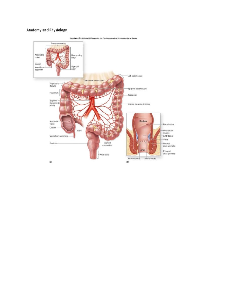 Anatomy and Physiology of GIT | PDF | Gastrointestinal Tract | Large ...