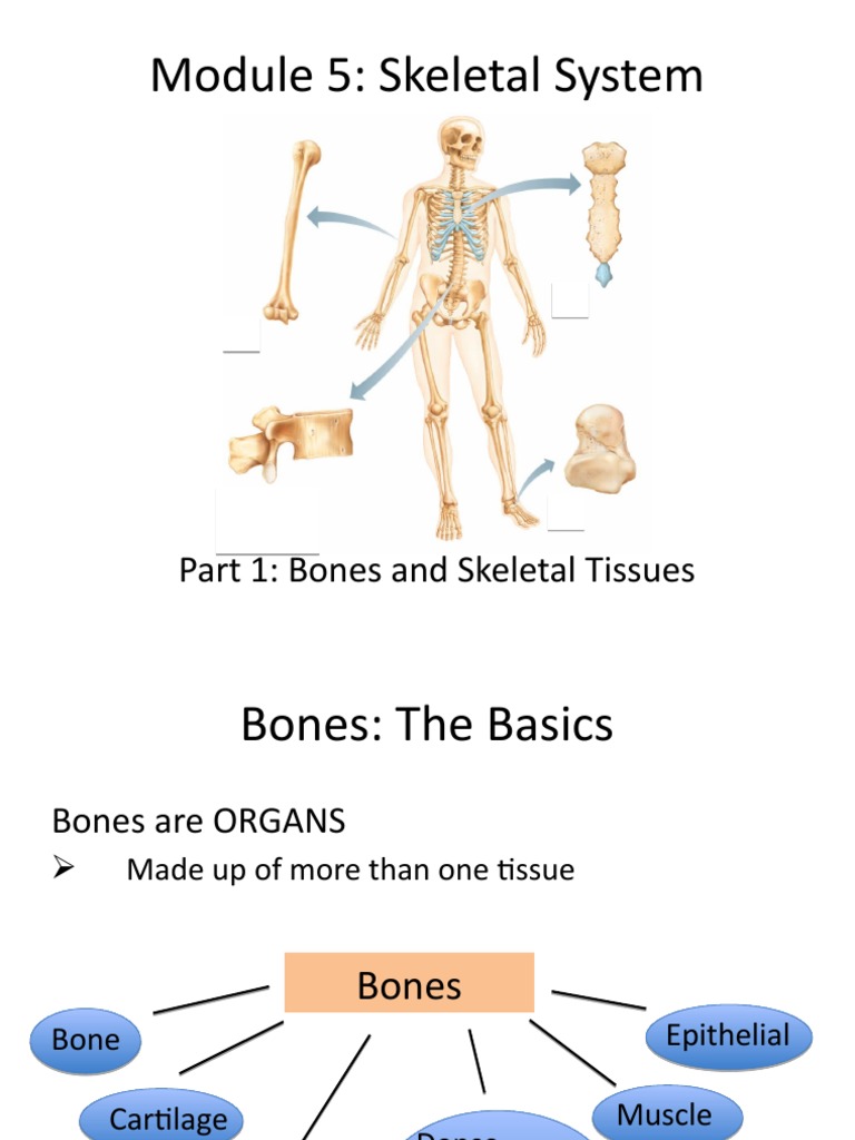 Module 5 - Skeletal System Student | PDF | Skeleton | Bone