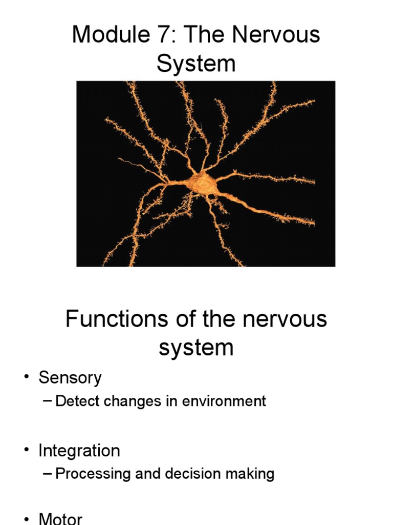 Module 7 - Nervous System Student | PDF Module 7 - Nervous System Student | PDF