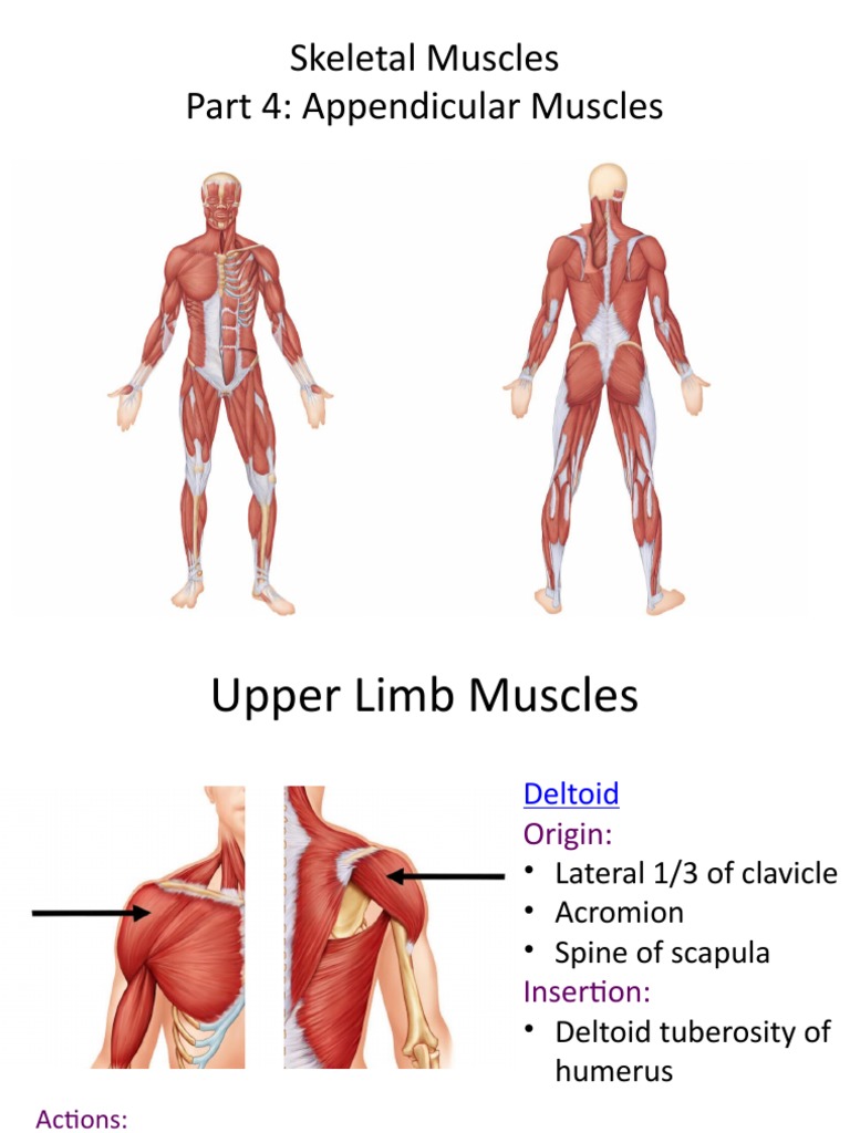 Upper Limb and Lower Limb Muscles Guide | PDF | Human Leg | Elbow