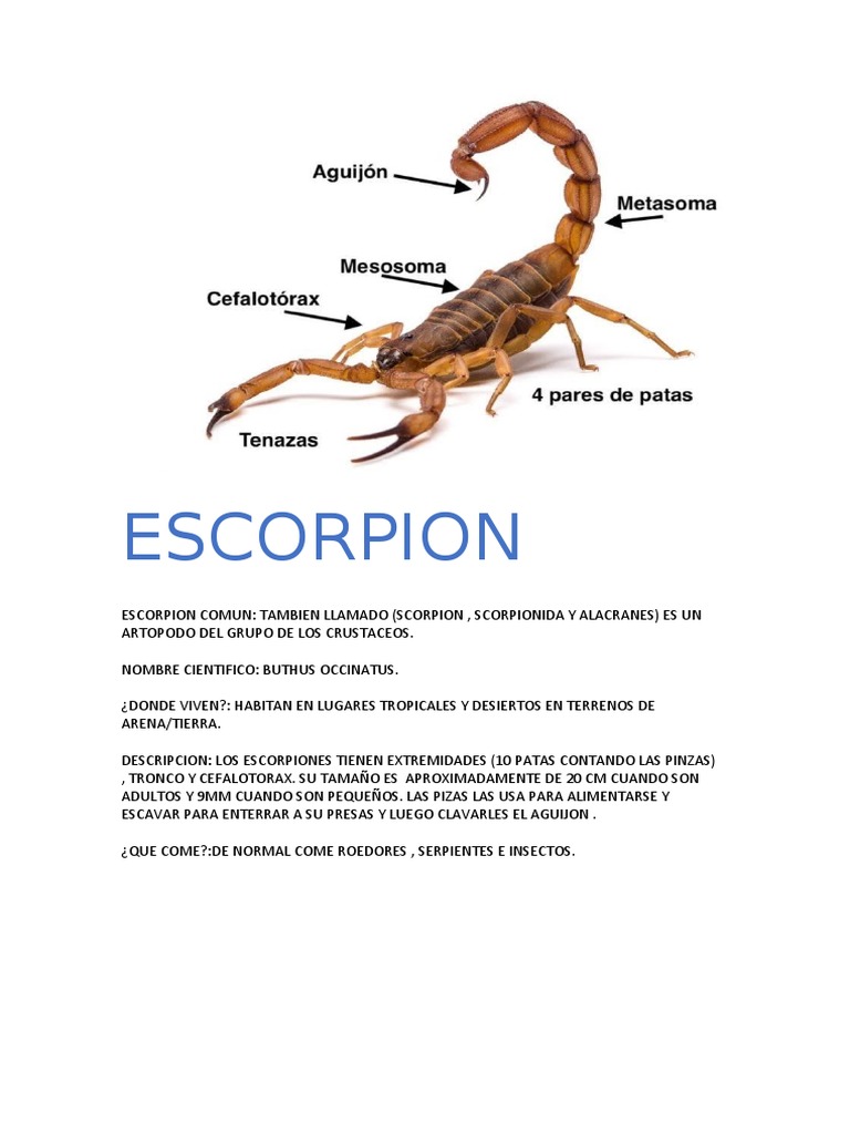 Taxonomía y características del escorpión | PDF
