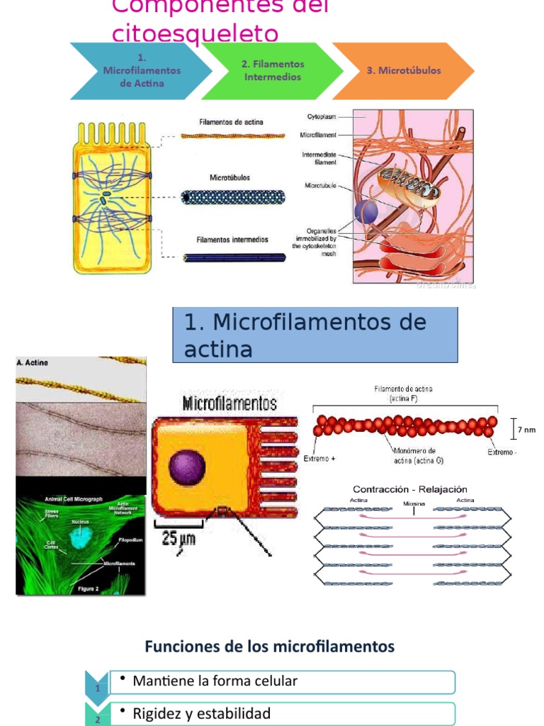 Componentes Del Citoesqueleto | PDF