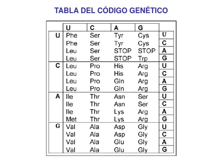 Tabla Codigo Genetico PDF | PDF