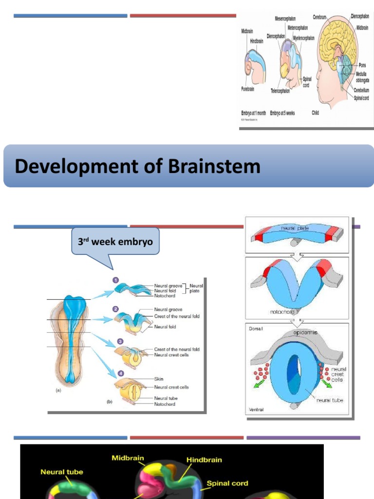 Brainstem Development in Embryo | PDF | Brainstem | Cerebellum