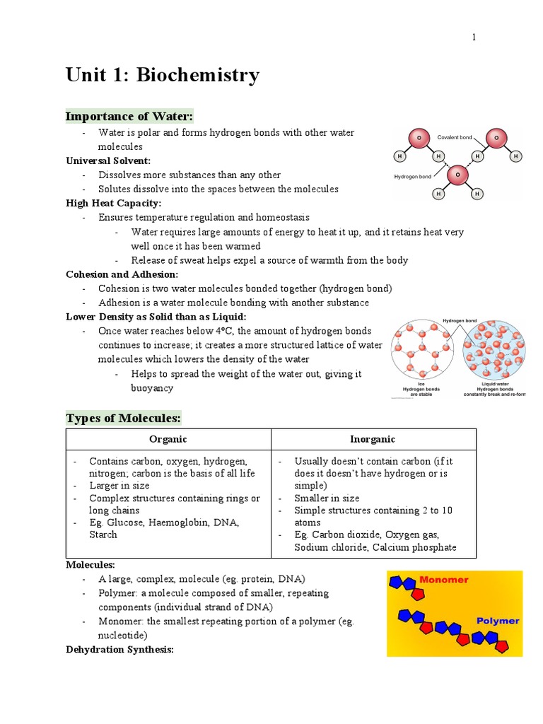 SBI4U Biochemistry Notes | PDF | Enzyme | Cell Membrane