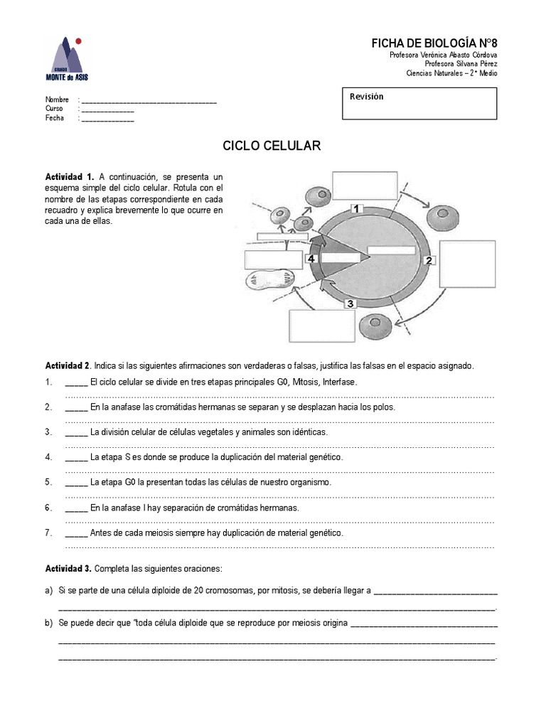 2° Ficha 8 Ciclo Celular | PDF | Mitosis | Mitosis