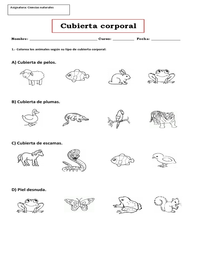Actividades sobre cubiertas corporales animales | PDF