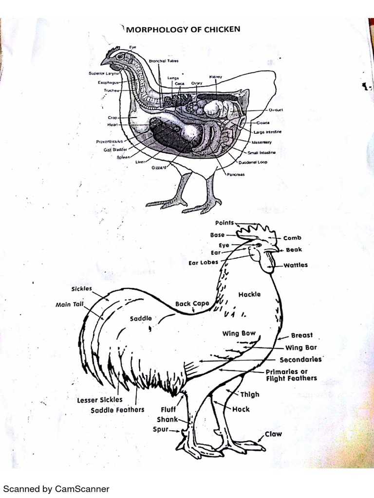 Scanned Document Analysis | PDF