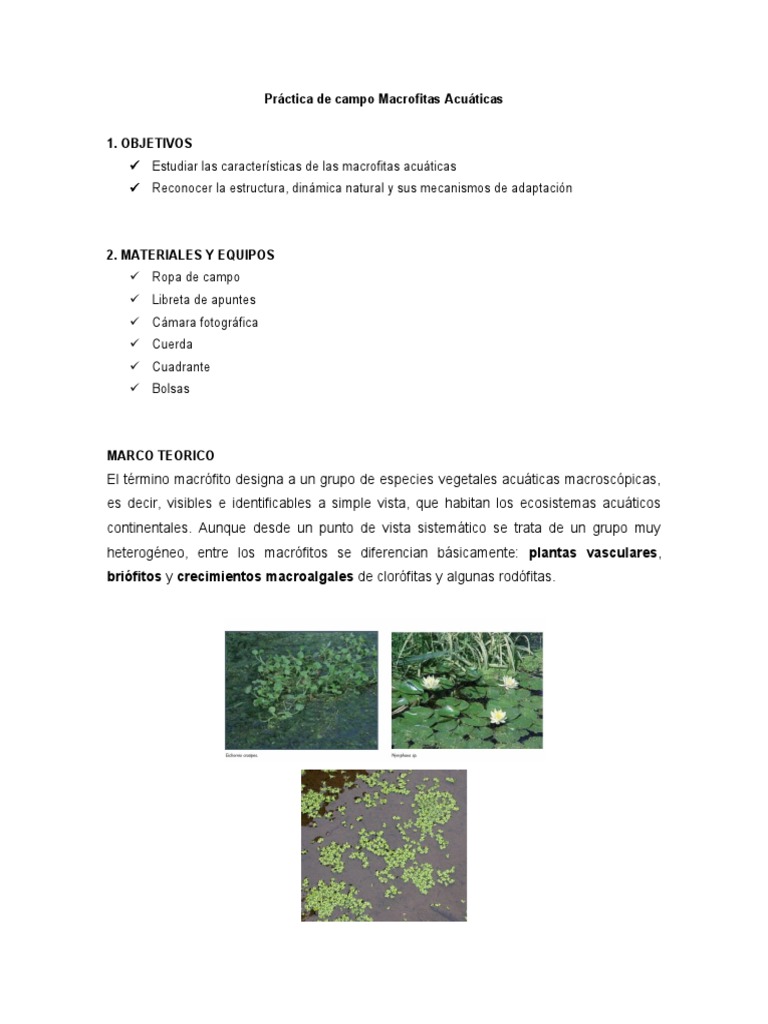 Estudio de Macrofitas Acuáticas | PDF | Plantas | Especies