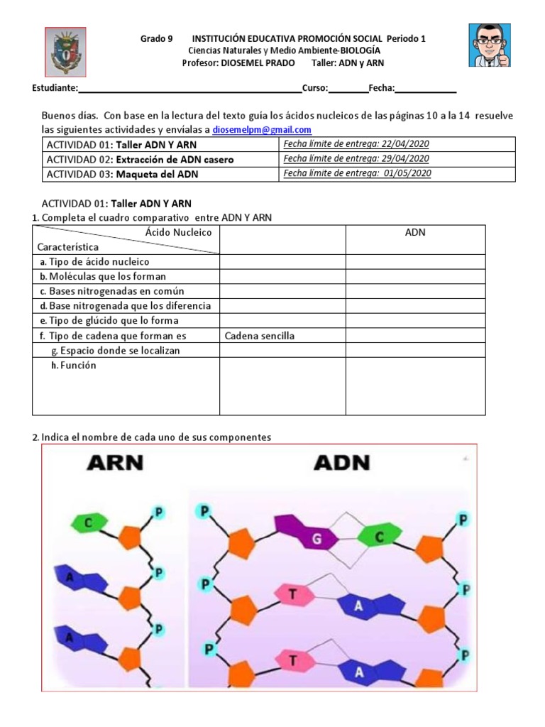 Hoja De Trabajo Sobre La Estructura Del Adn Para La Escuela Secundaria