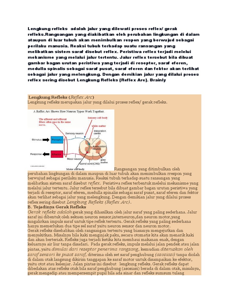 Memahami Lengkung Refleks dan Fungsinya | PDF | Sains & Matematika