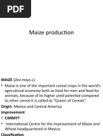 Maize Floral Biology & Seed Production | PDF | Flowers | Maize