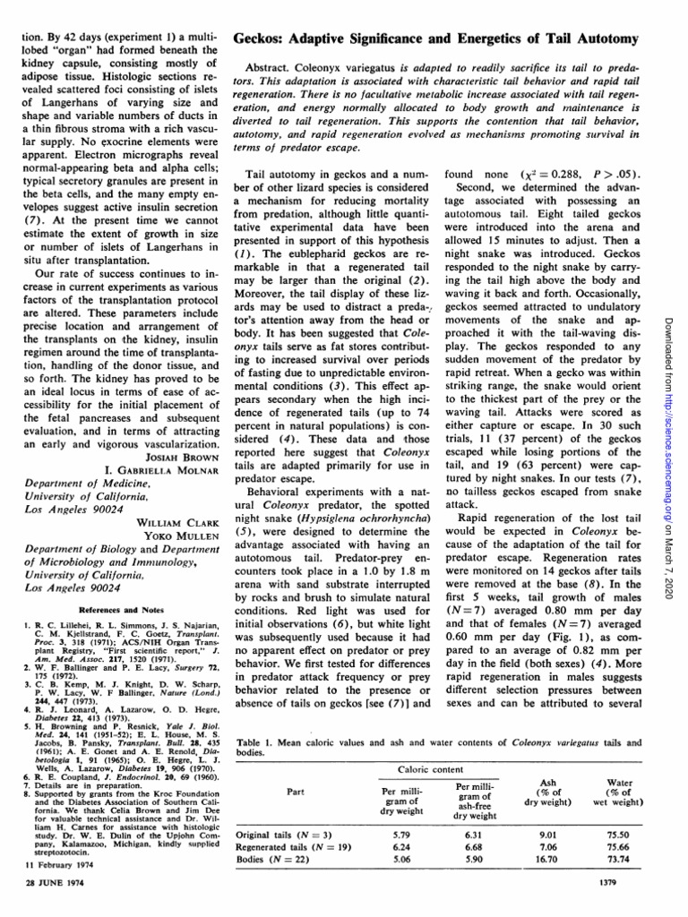 Geckos: Adaptive Significance and Energetics of Tail: Autotomy | PDF ...