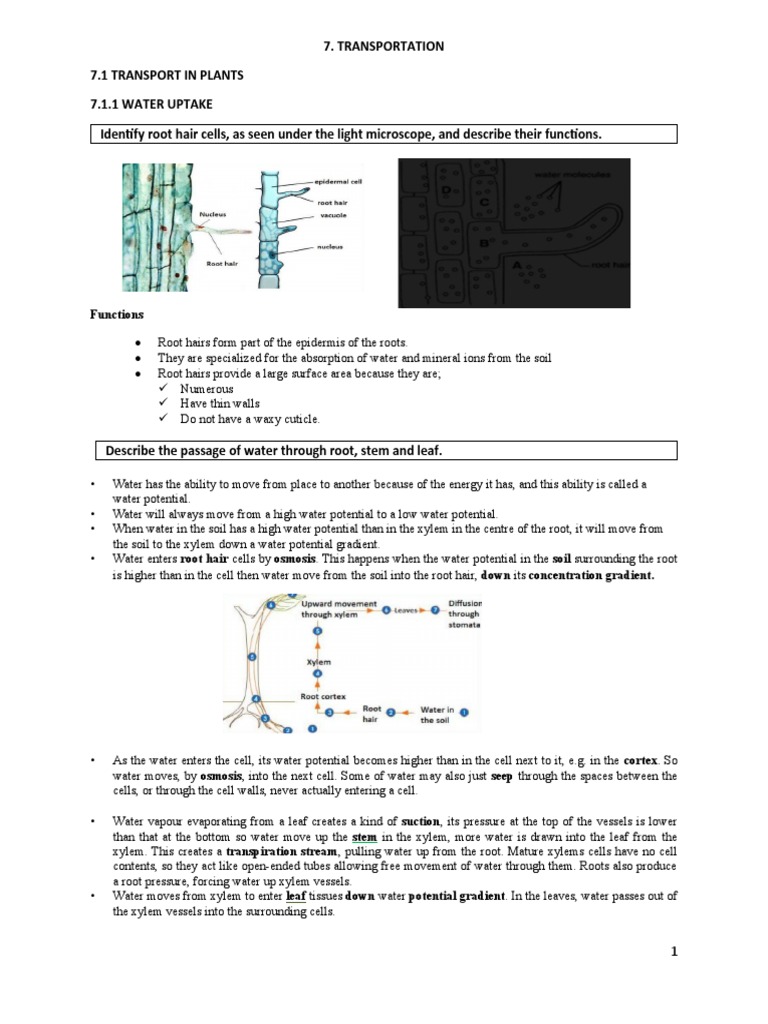 Identify Root Hair Cells, As Seen Under The Light Microscope, and ...