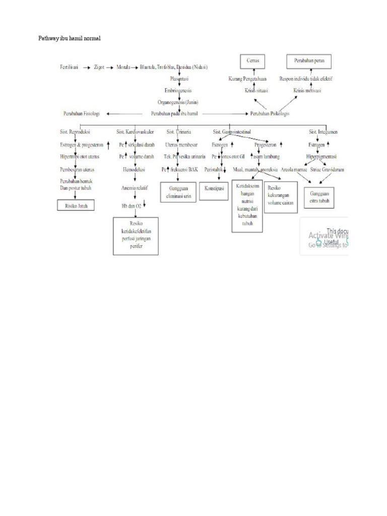 Pathway Ibu Hamil Normal | PDF