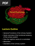 Renal Physiology | PDF | Kidney | Urinary System