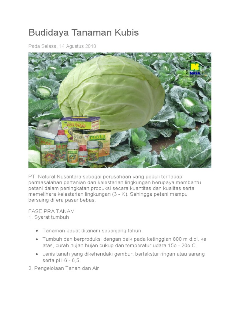 Panduan Budidaya Tanaman Kubis | PDF