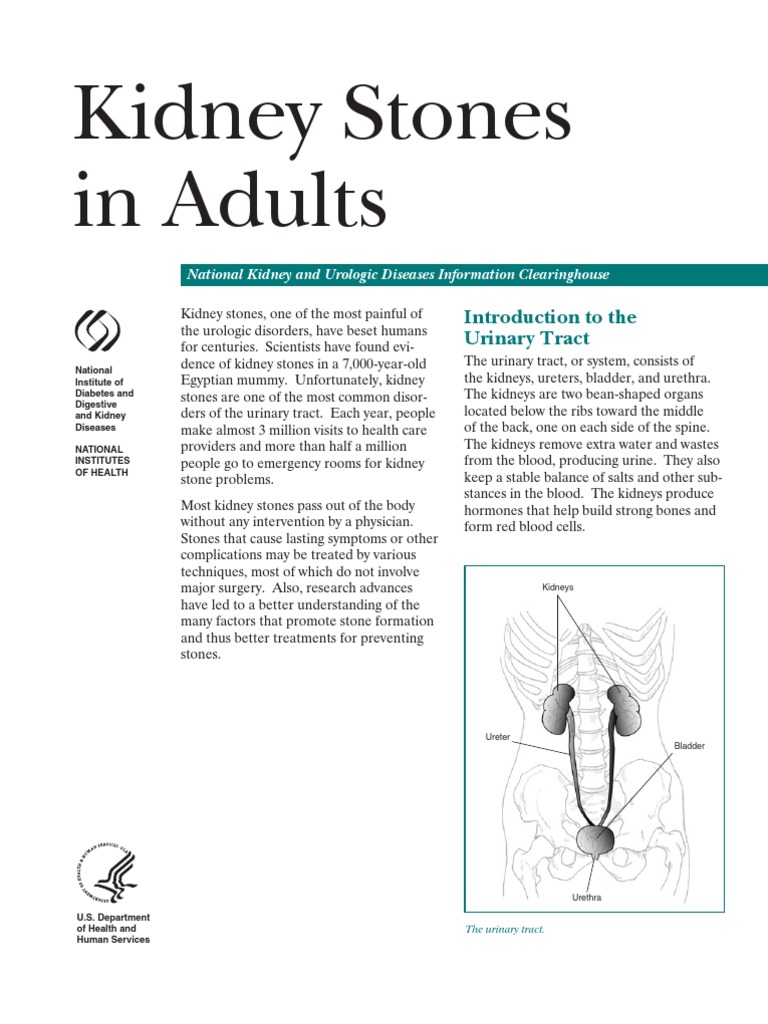 Kidney Stones Adults | PDF | Urinary System | Urine