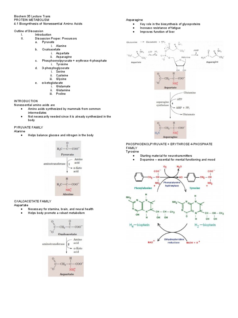 Biochem 35 Trans 4 Nucleic Acid Metabolism | PDF | Nucleotides ...