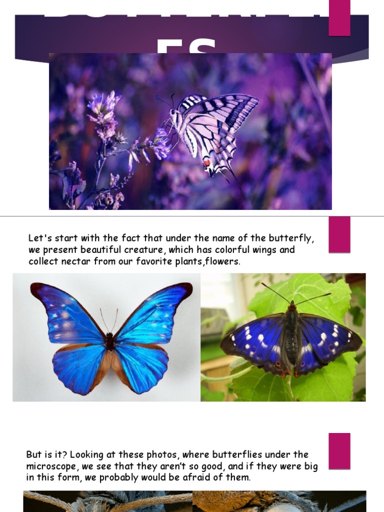 BUTTERFLIES | PDF | Lepidoptera | Butterfly