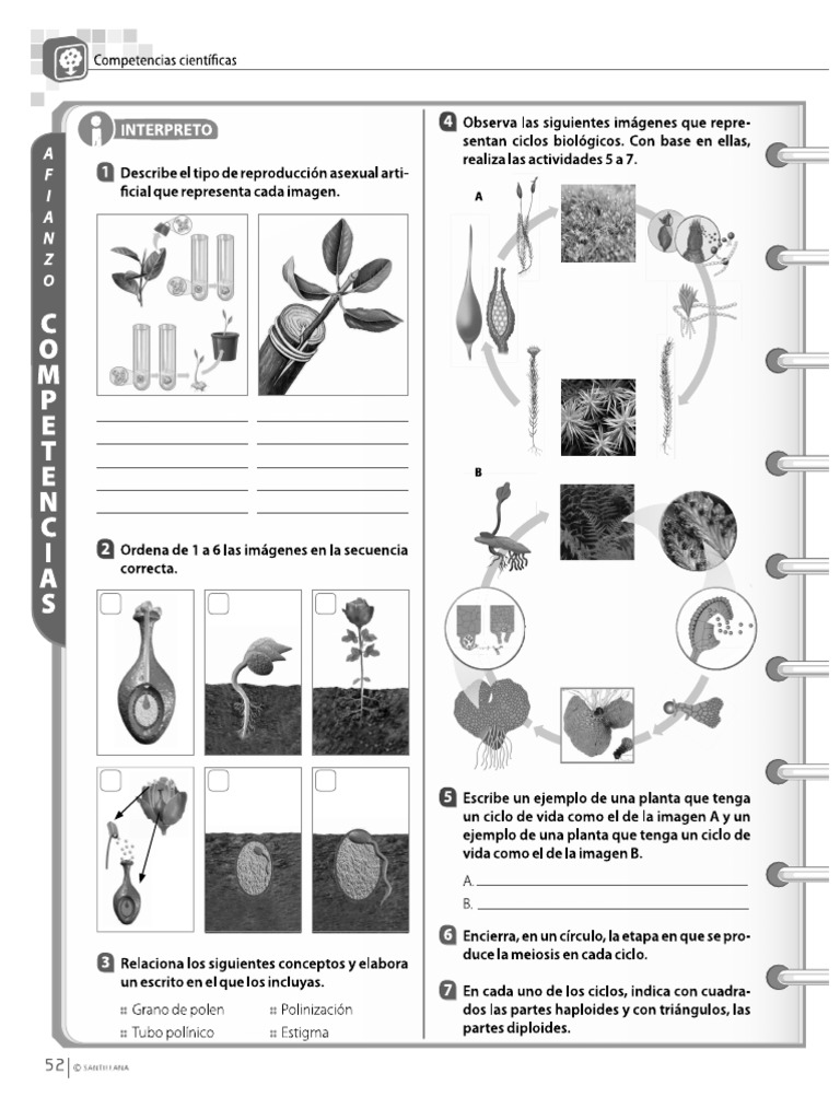 Actividad Tema 3. La Reproduccion en Plantas | PDF