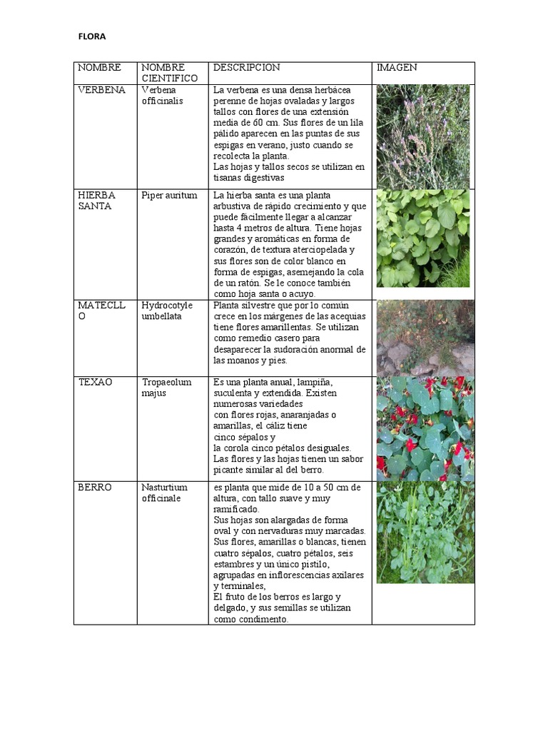 Flora | PDF | Plantas | Botánica