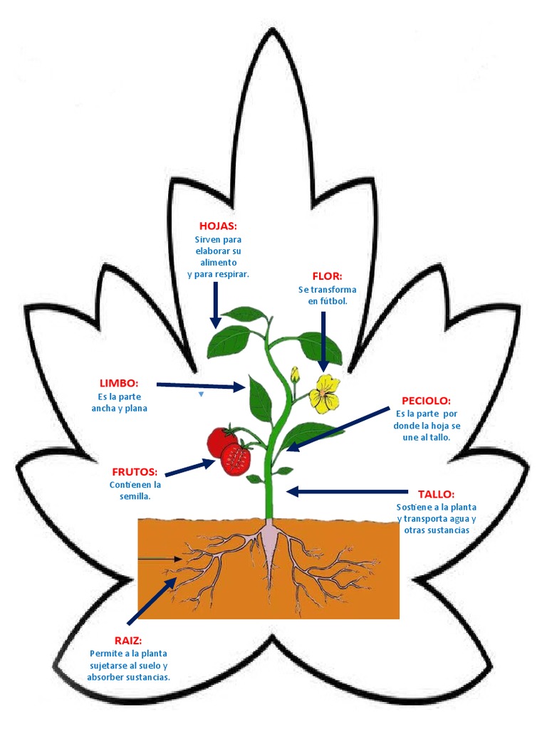 Hoja y Sus Partes | PDF