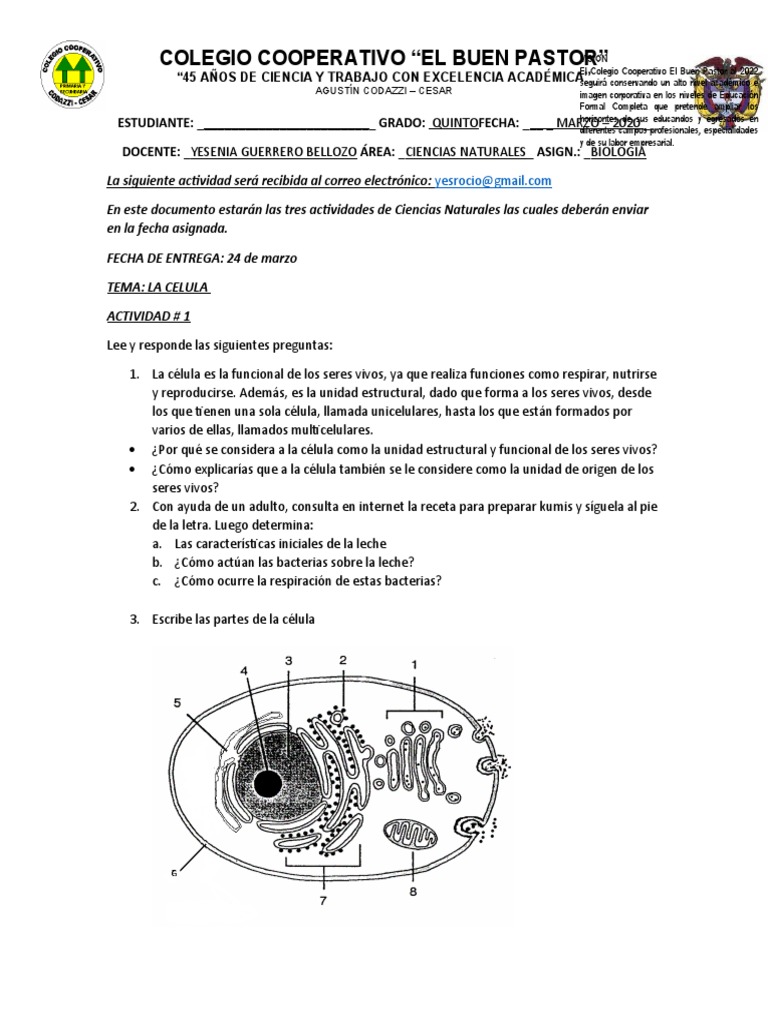 Actividad 5 Ciencias Naturales | PDF | Biología Celular) | Organismos
