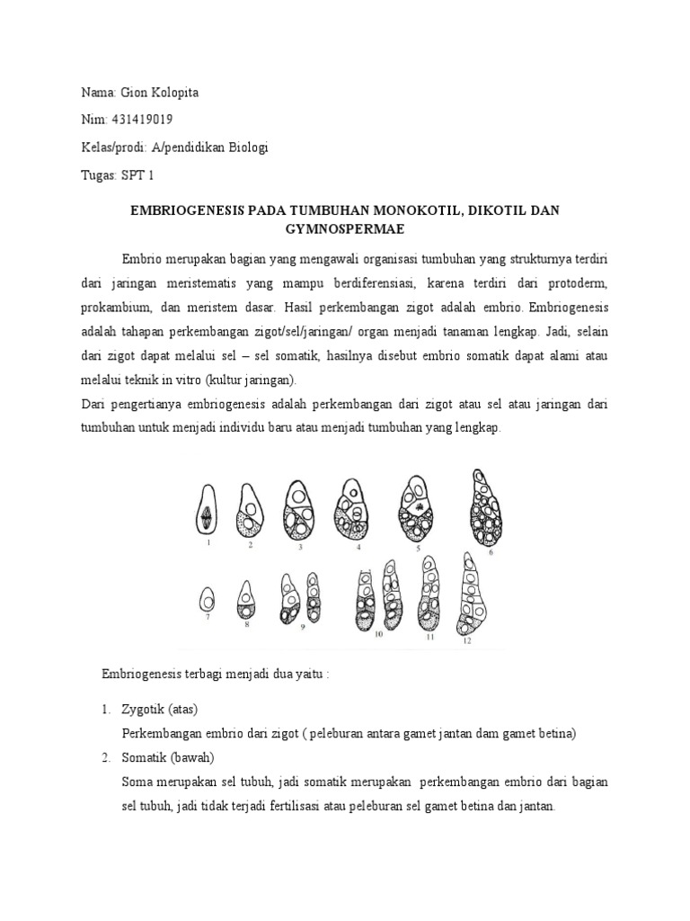 Tahapan Embriogenesis Tumbuhan | PDF