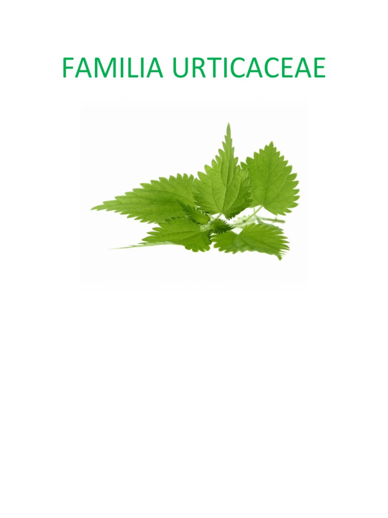 Familia Urticaceae | PDF