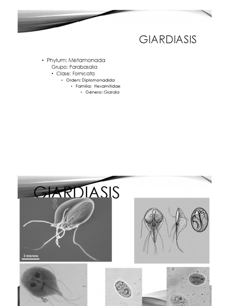 Unidad 2 Modulo 2 Metamonada C Giardosis | PDF