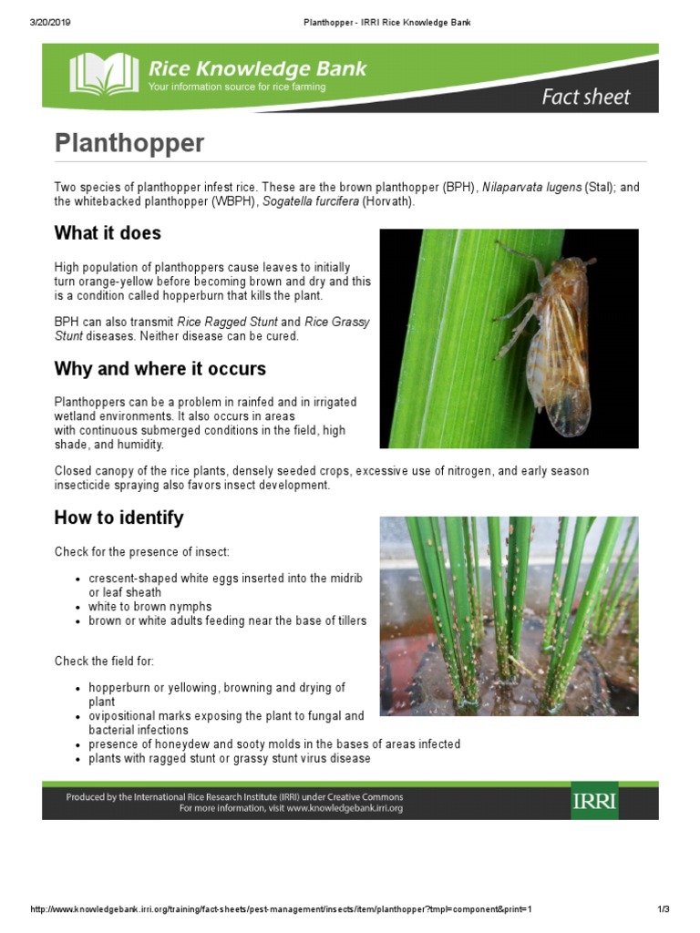Planthopper - IRRI Rice Knowledge Bank | PDF | Pest (Organism) | Botany