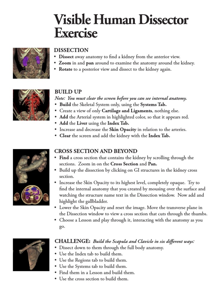 VH Dissector Getting Started Exercises 4-5 | PDF