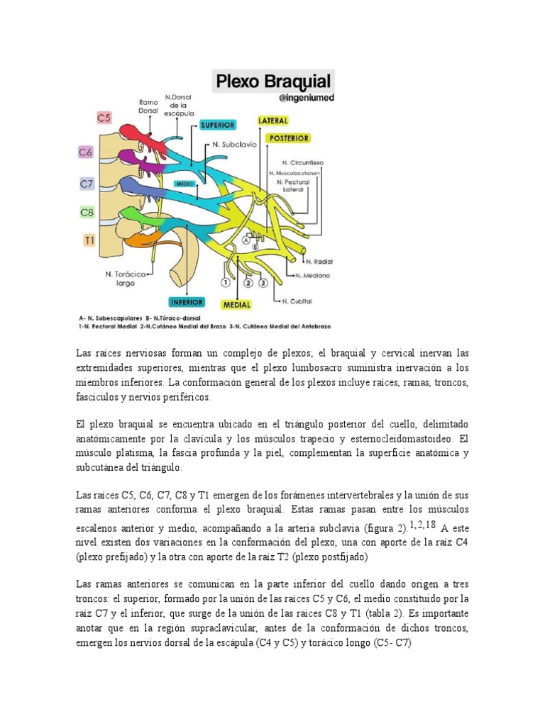 Plexo Lumbar | PDF | Neuroanatomía | Sistema musculoesquelético