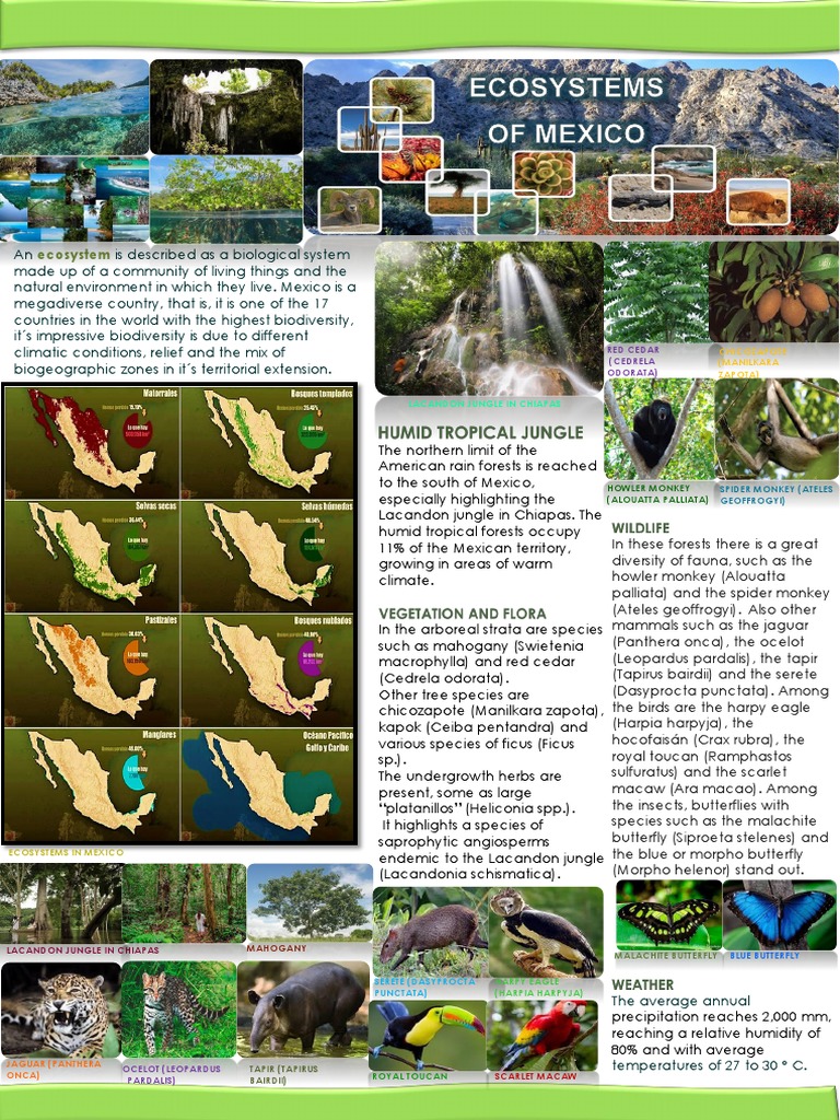 Brochure Ecosystem of Mexico (03!04!20) | PDF | Mangrove | Trees