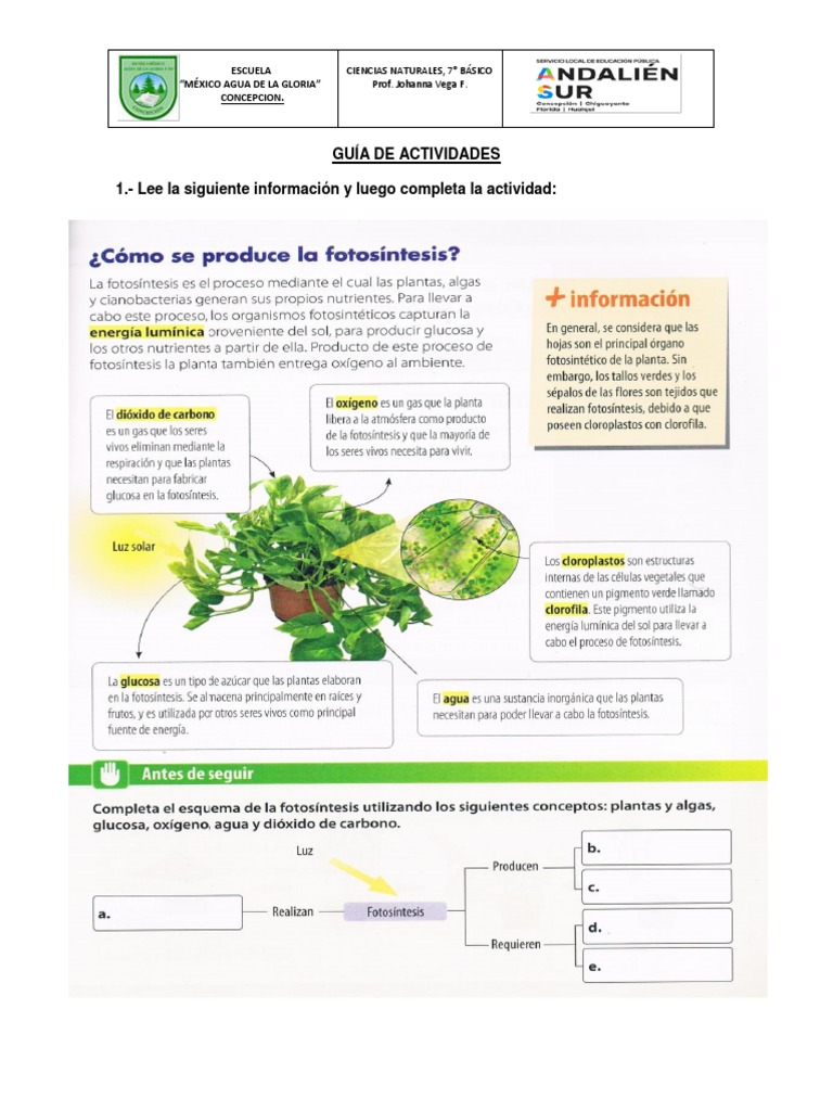 Guía de Actividades SEPTIMO AÑO Refuerzo Fotosíntesis CIENCIAS ...