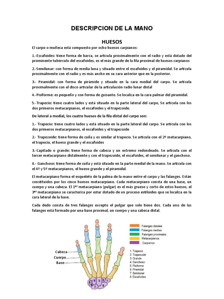 Descripcion Anatomica de La Mano | PDF | Mano | Extremidades (anatomía)