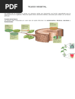 Guia Grado 7 Biologia Tejidos Vegetales | PDF | Plantas | Hoja