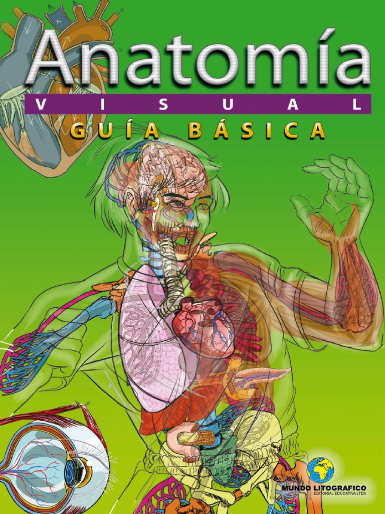 Anatomia Guia Basica Pdf