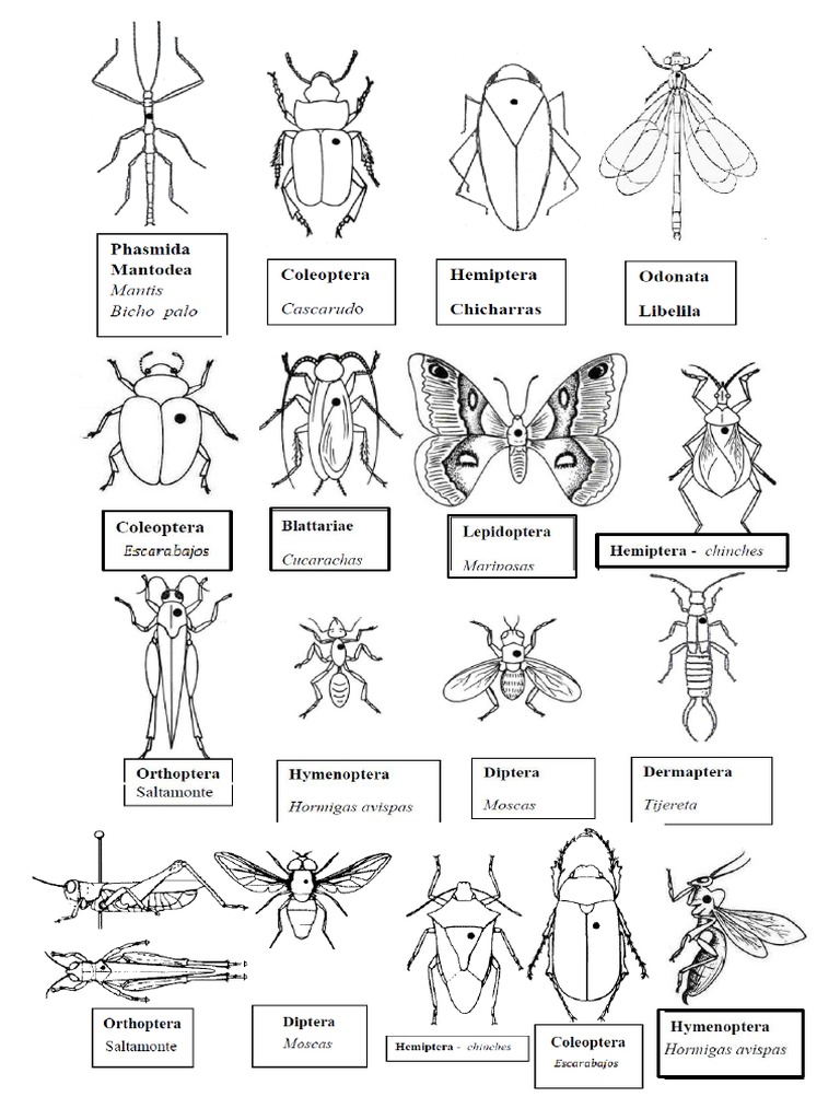 Montaje de Insectos | PDF