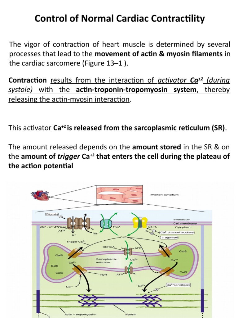 Control of Normal Cardiac Contractility: Contraction Results From The ...