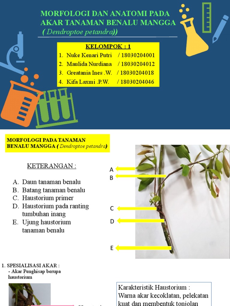 Morfologi Akar Benalu Mangga | PDF