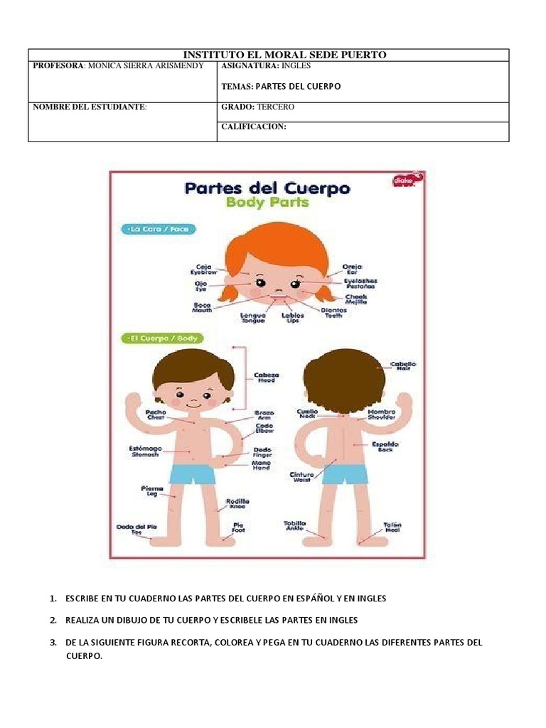 Guía Partes Del Cuerpo | PDF