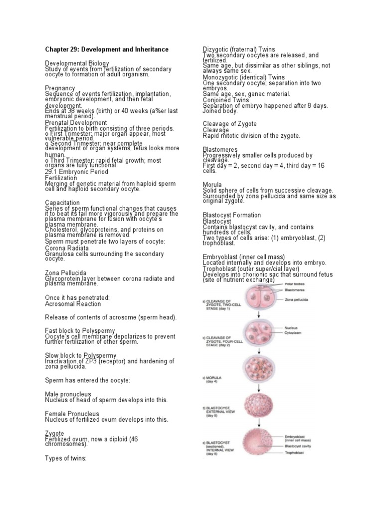 Anatomy and Physics: Reproductive System | PDF | Placenta | Twin