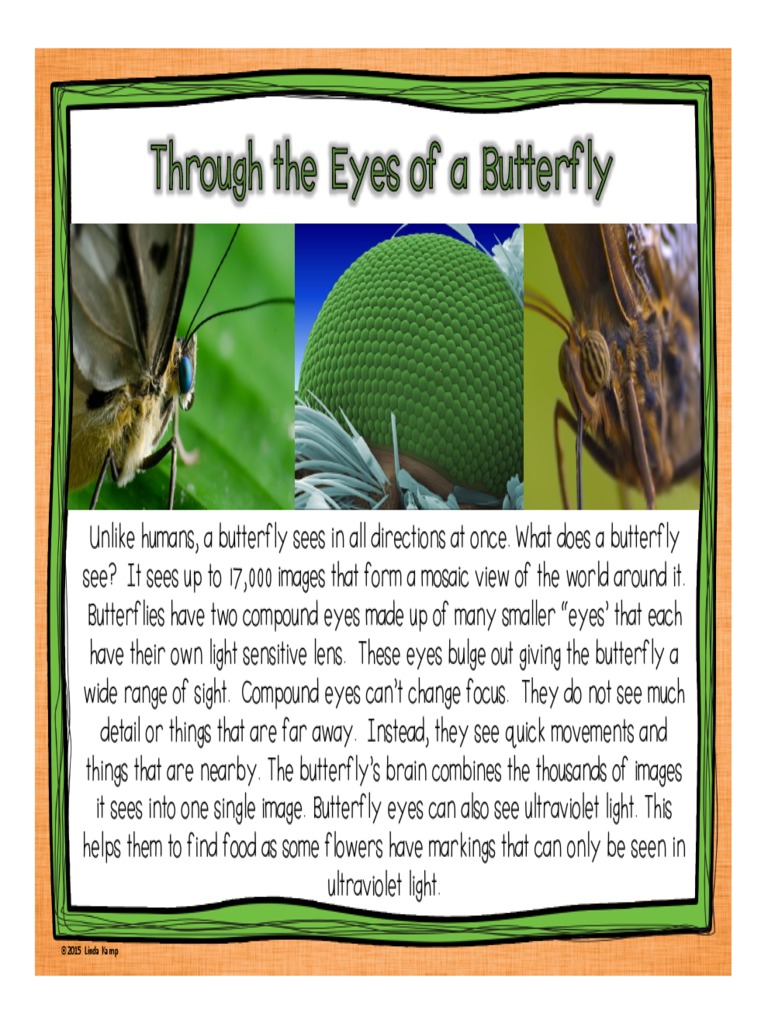 CW Butterfly Eyes | PDF